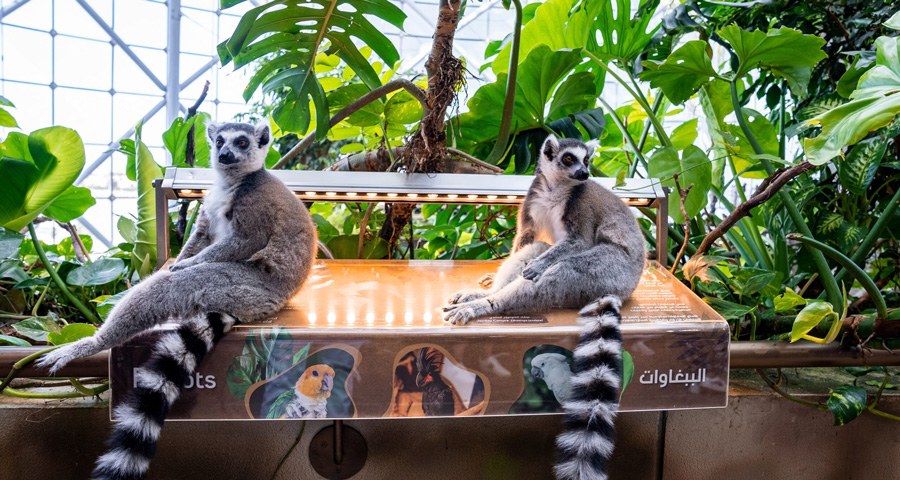 Exploring The Green Planet: Dubai's Tropical Wonderland - WoWDeals Blog