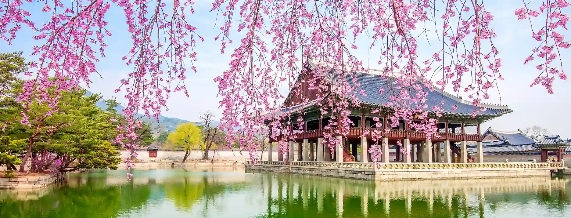 Best Time to Book Cherry Blossom Packages in 2026 - WoWDeals Blog