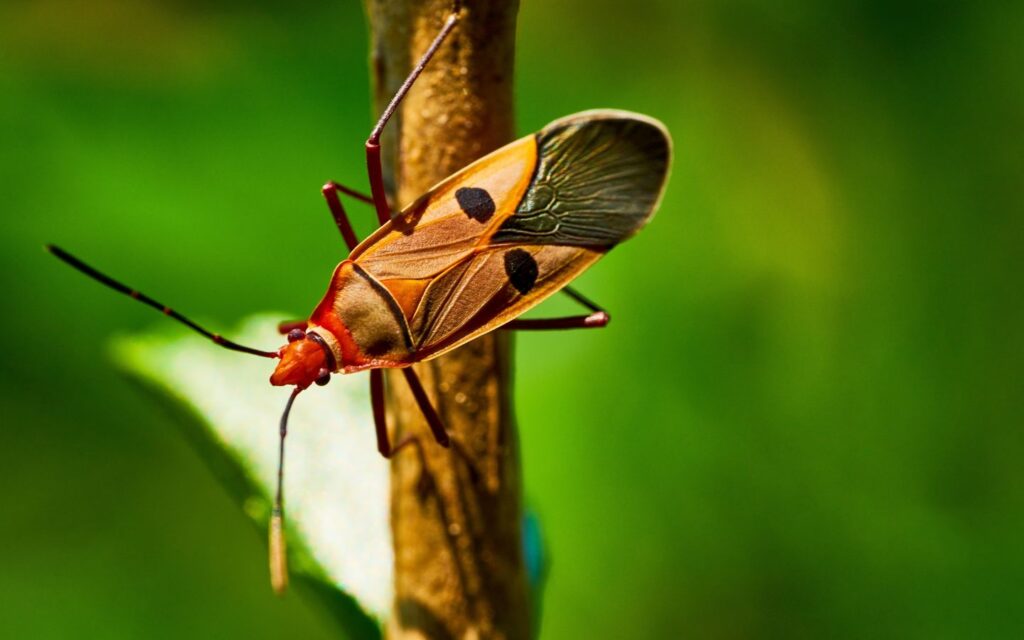 Butterfly Gardens Abu Dhabi: Tickets, Hours & Guide - WoWDeals Blog